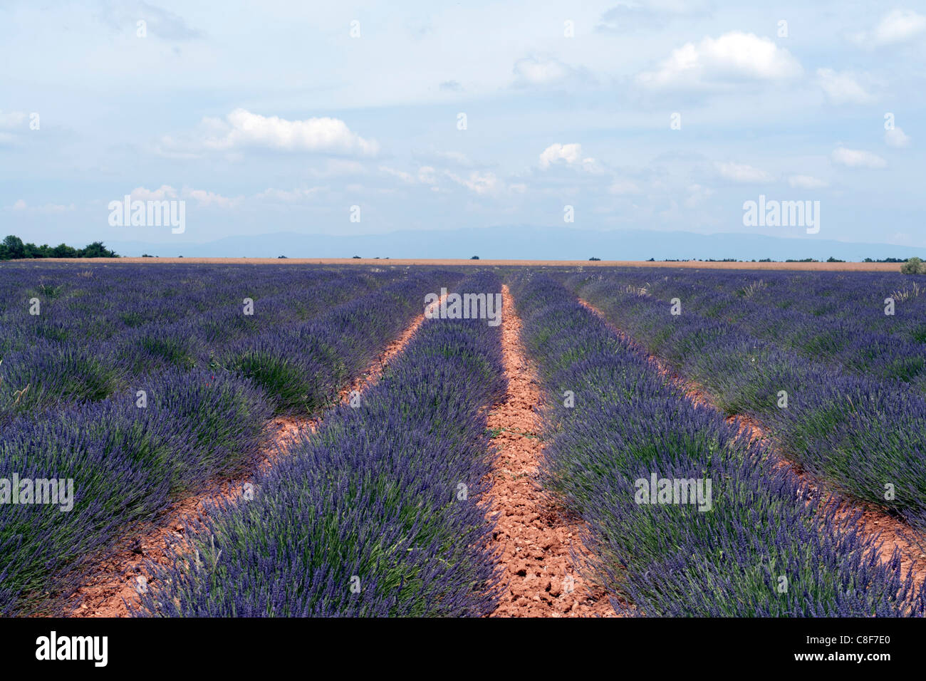 France, Alpes de Haute-Provence, Provence, Côte d'Azure, Valensole ...
