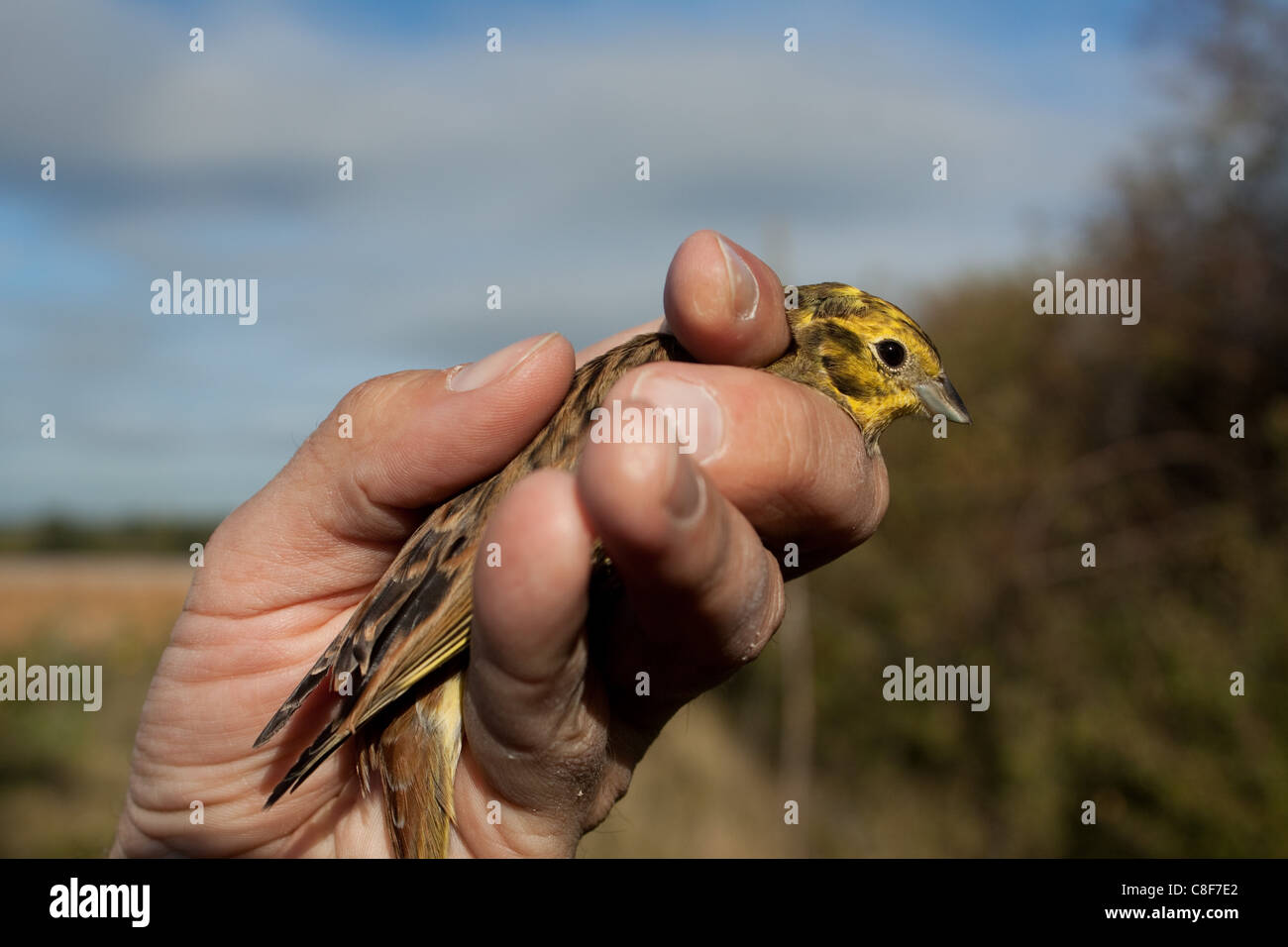 Bird ringer holding a Yellowhammer, Emberiza citrinella, in the ringers ...