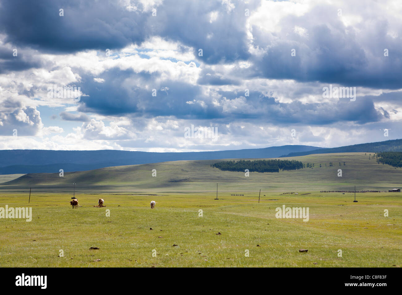 The Mongolia cows pluck grass on steppe, Tsagaan Nuur, Khovsgol ...