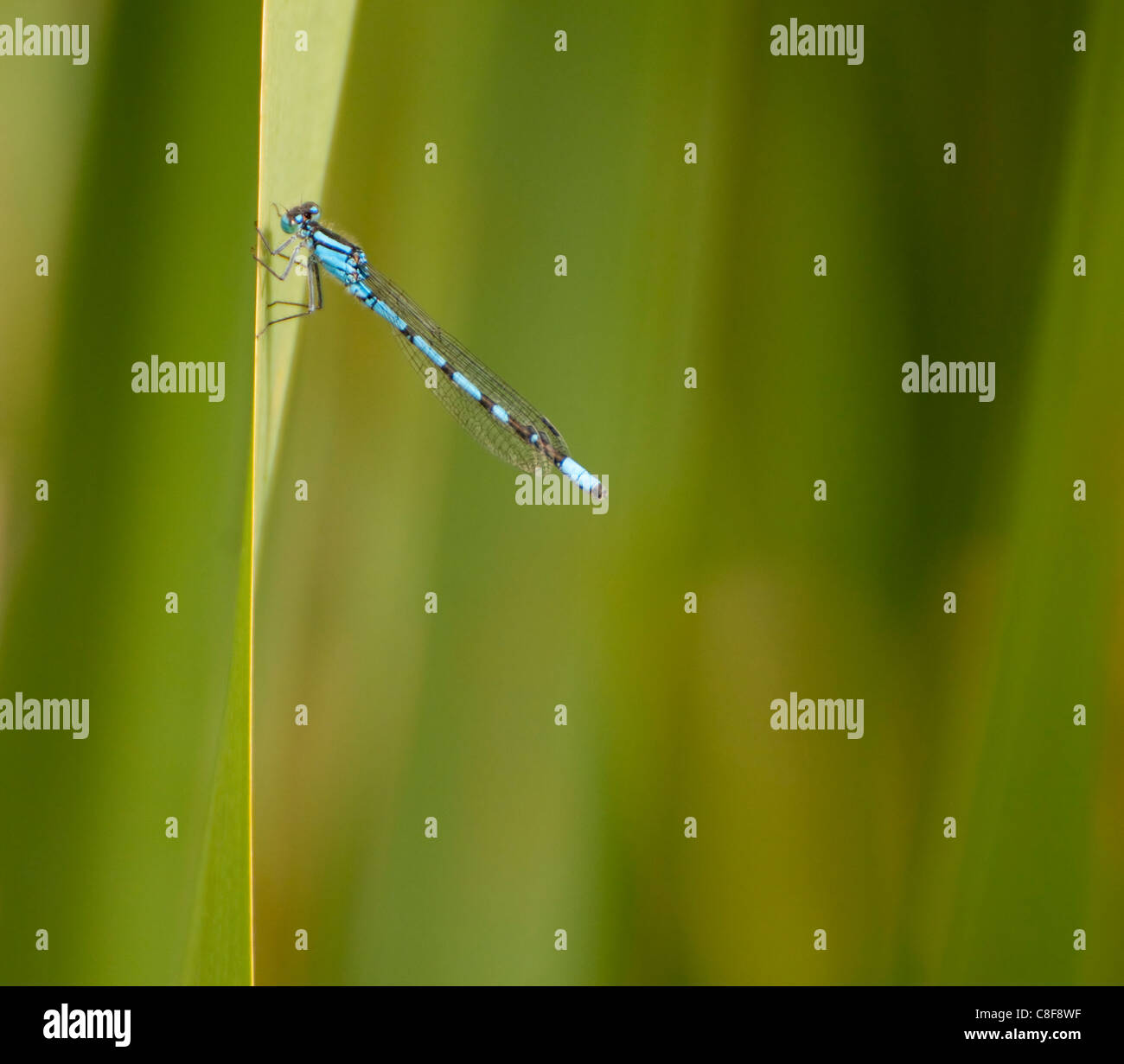 Female enallagma cyathigerum hi-res stock photography and images - Alamy