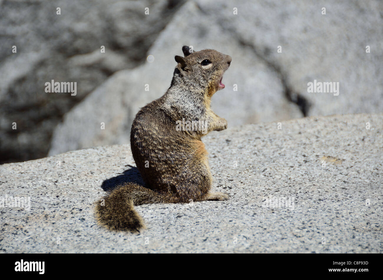 Screaming Squirrel
