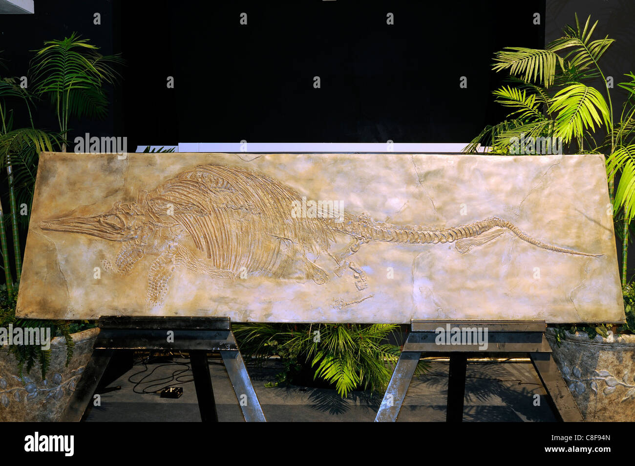 Fossil of an Ichthyosaurus, an extinct genus of ichthyosaur from the ...