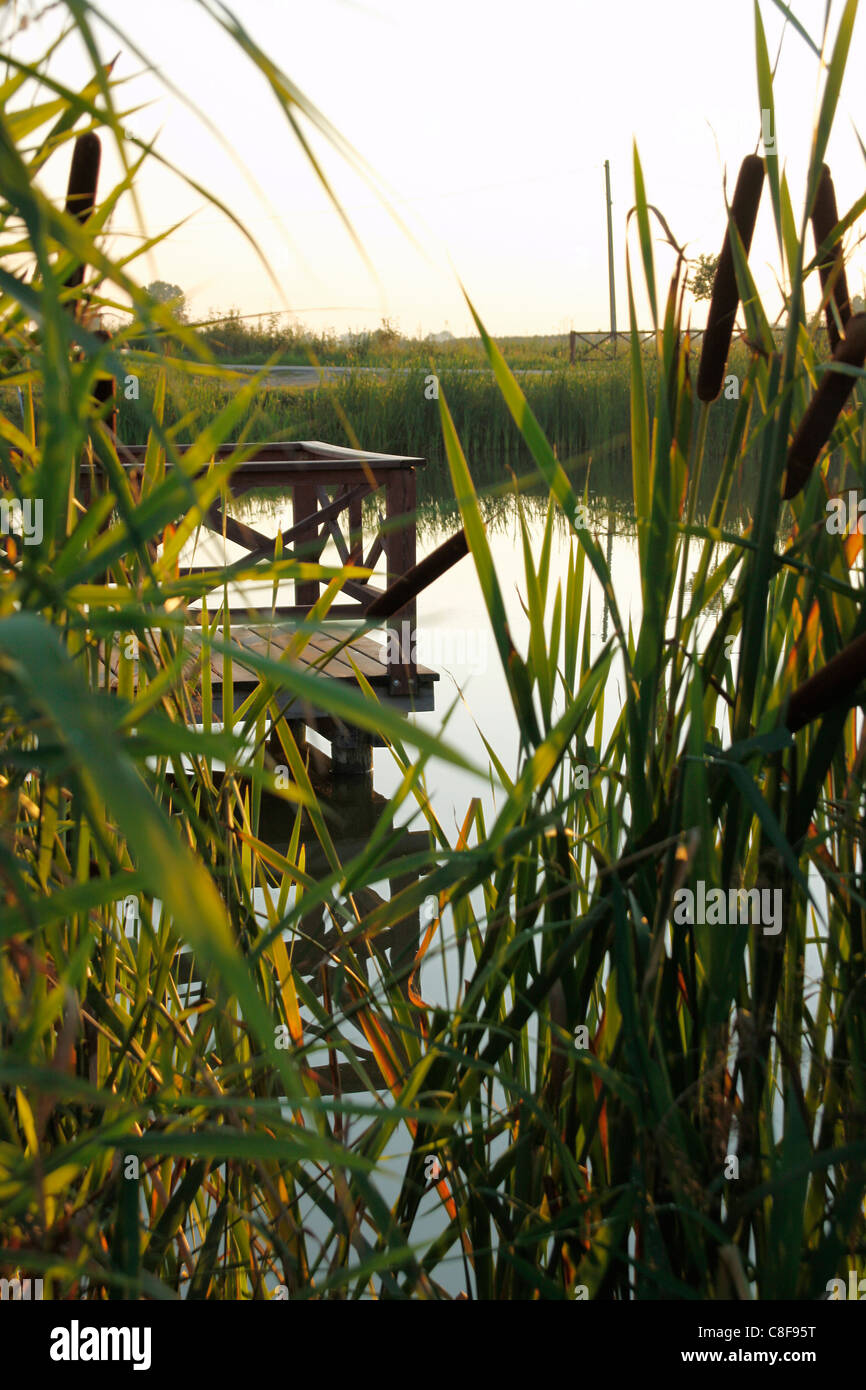 Cattails by the pond Stock Photo - Alamy