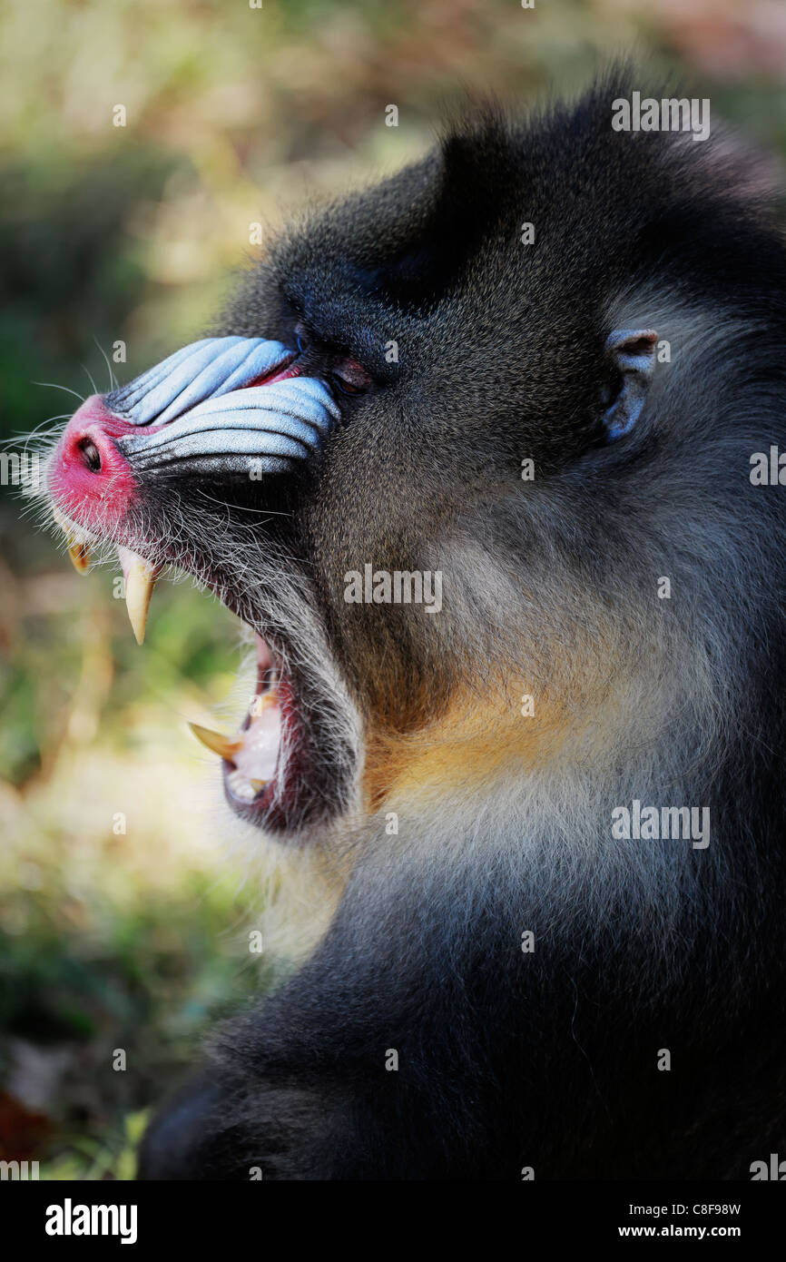 Baring its teeth hi-res stock photography and images - Alamy