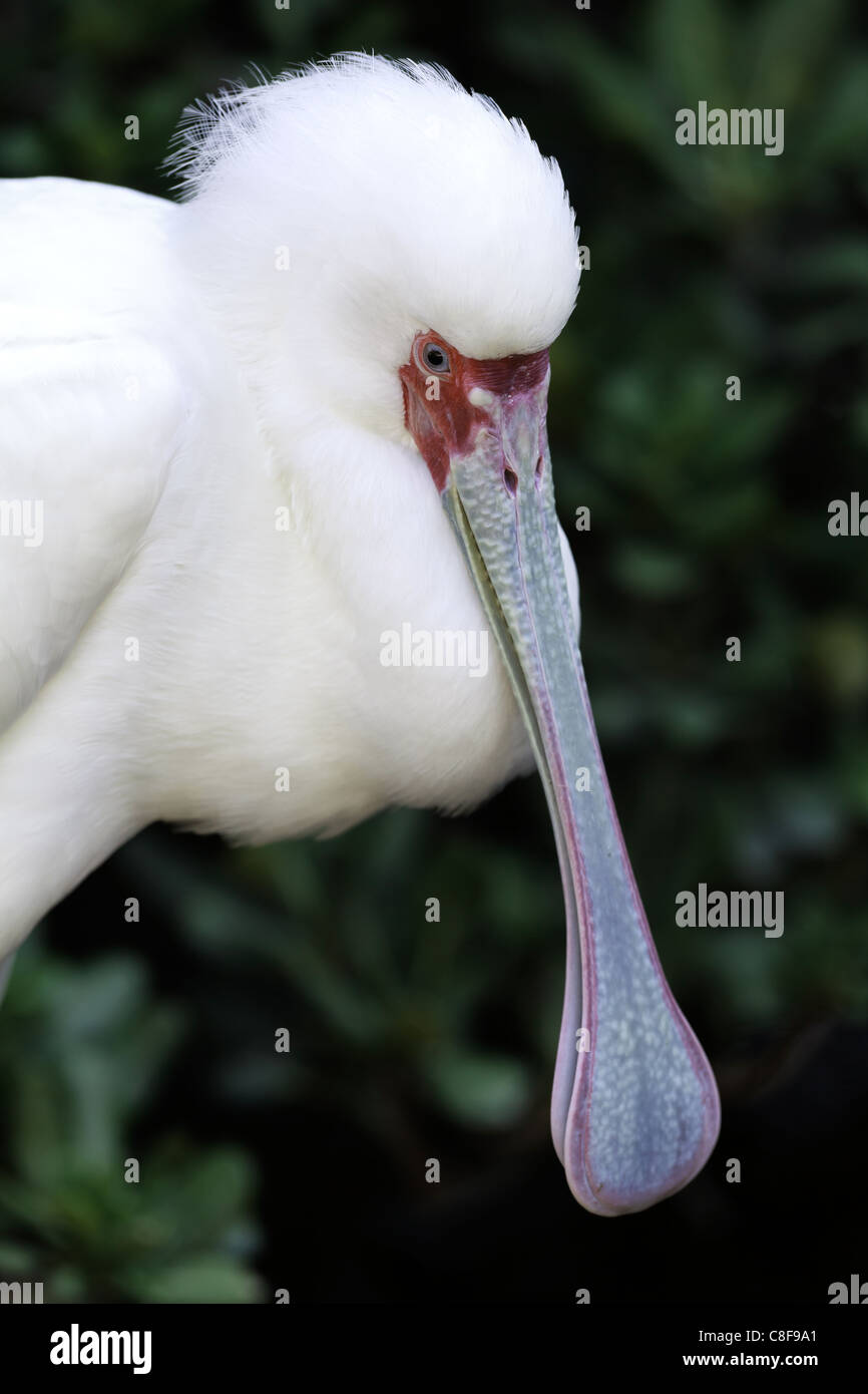 African white Spoonbill with blue and pink beak Stock Photo - Alamy
