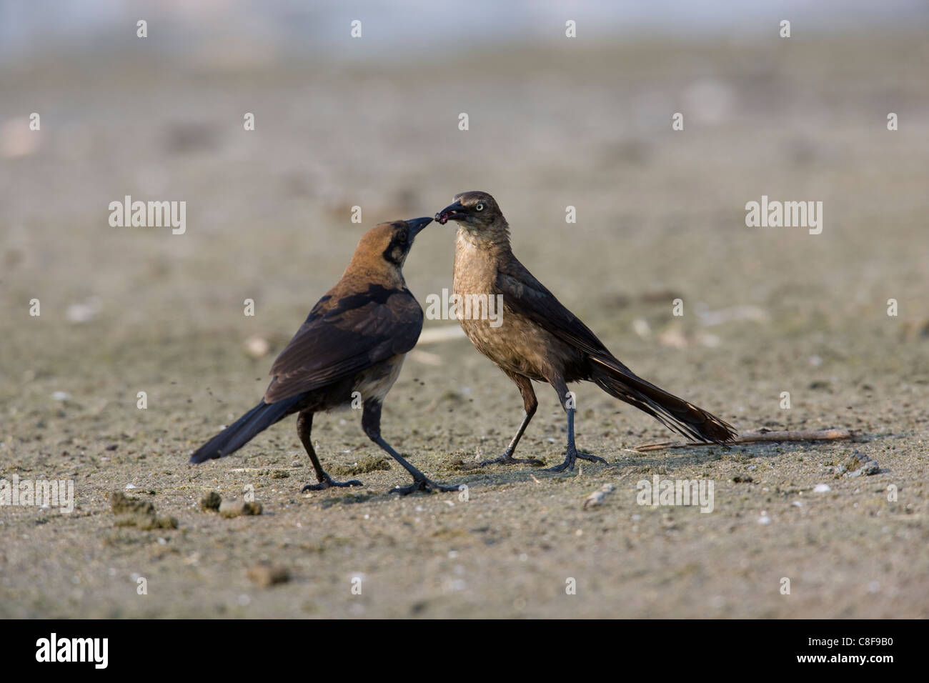 Female Boat Tailed Grackle