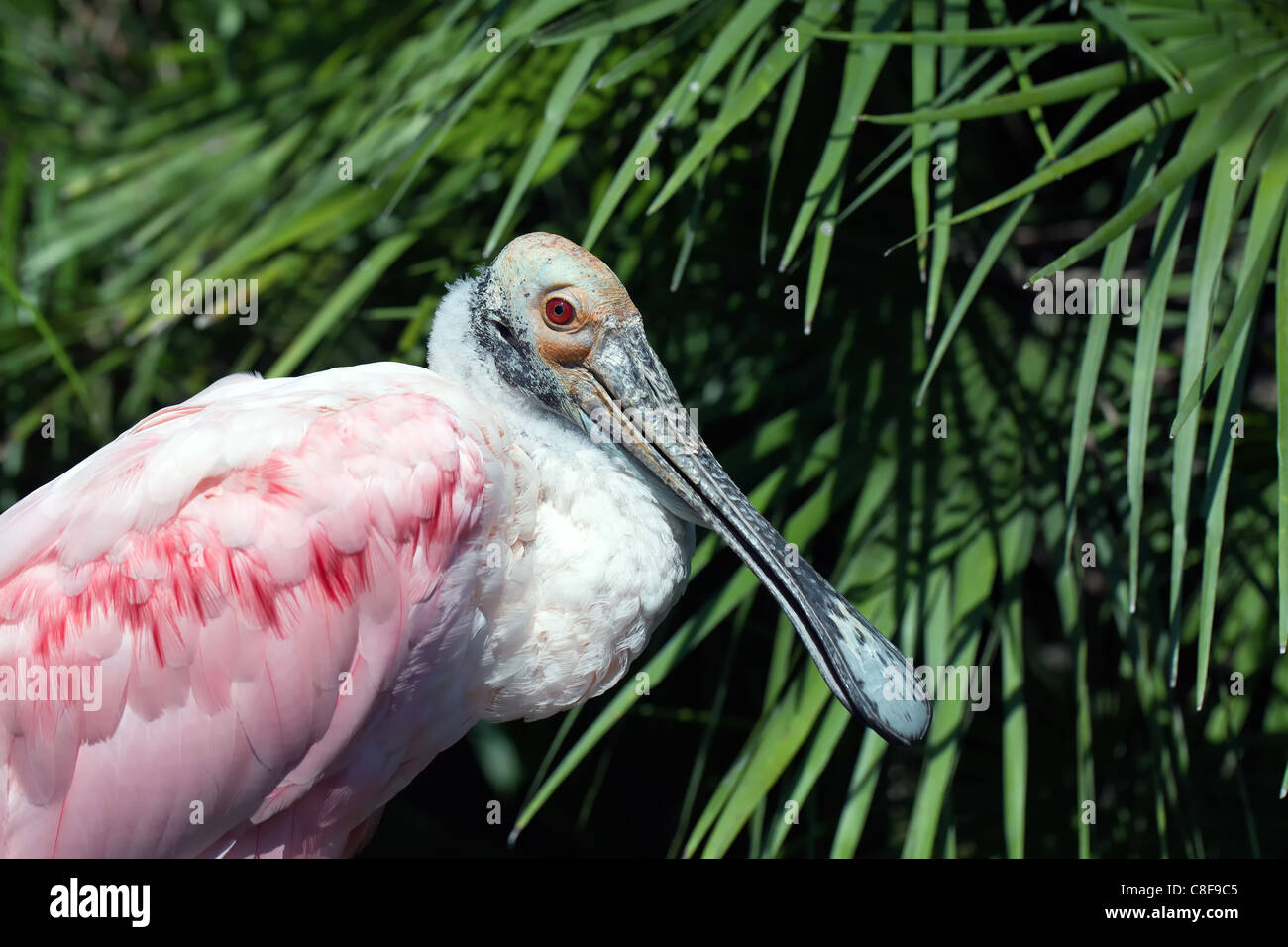 Spoonbill bird hi-res stock photography and images - Alamy