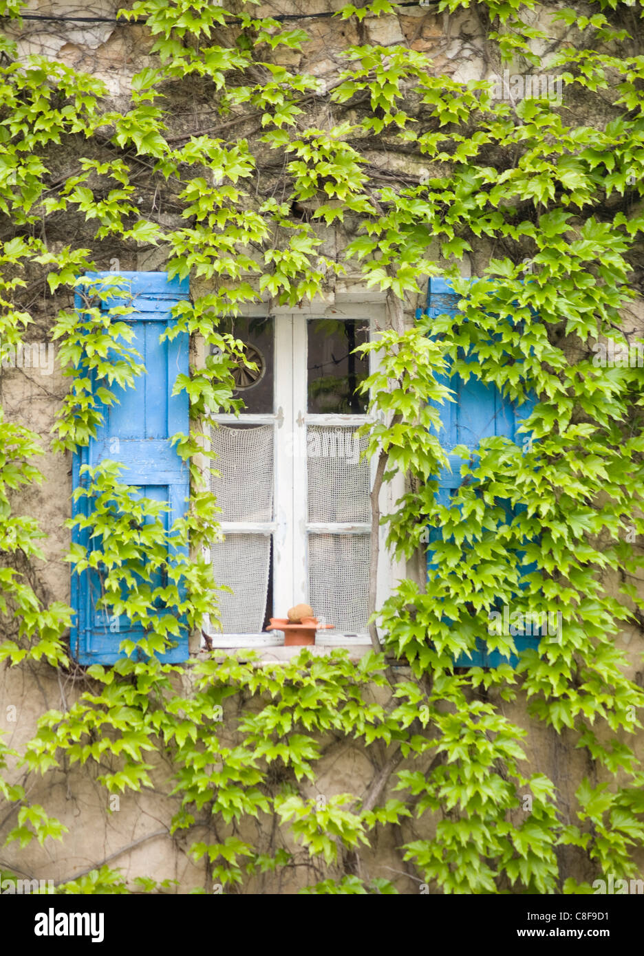 An ivy clad window in Bonnieux, Provence, France Stock Photo - Alamy