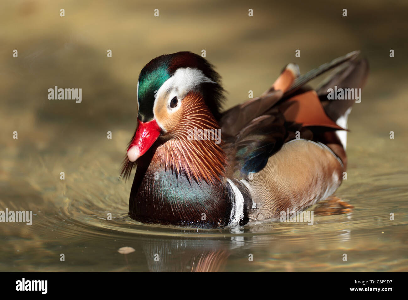 Mandarin duck in full color Stock Photo - Alamy
