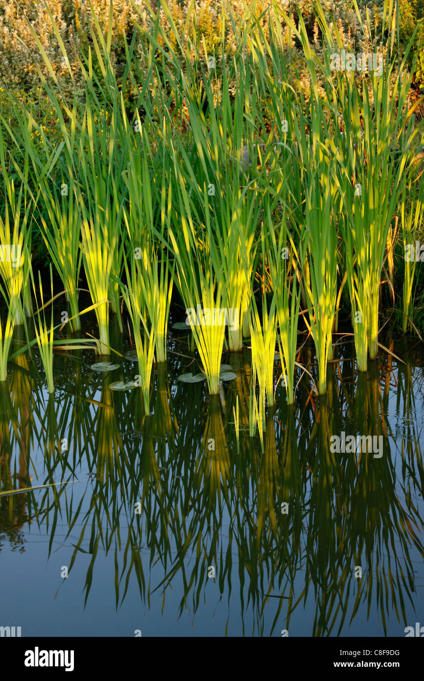 Cattails by the pond Stock Photo - Alamy