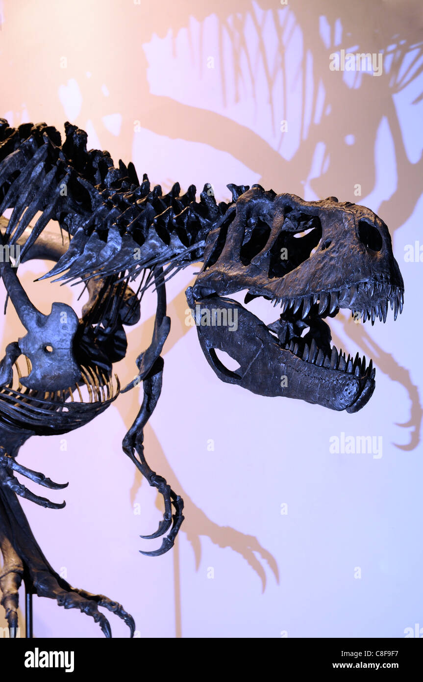 Display of a fossilized Albertosaurus dinosaur Stock Photo - Alamy