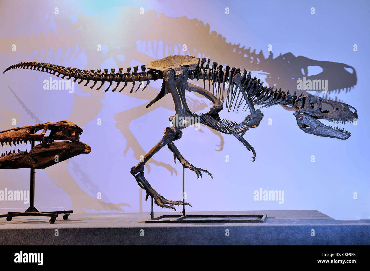 Display of a fossilized Albertosaurus dinosaur Stock Photo - Alamy