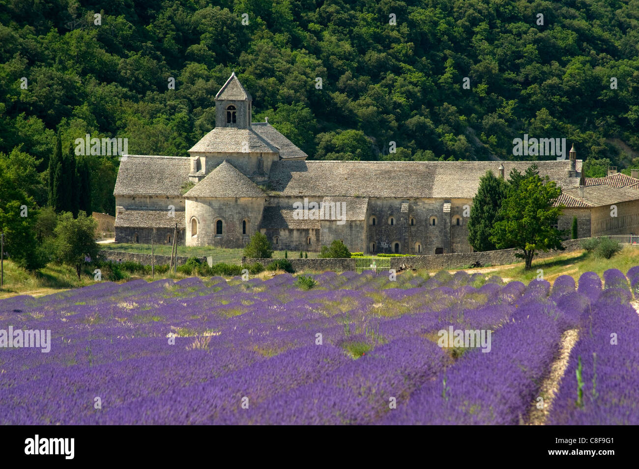 The Abbey de Senanque, a Cistercian abbey surrounded by fields of ...