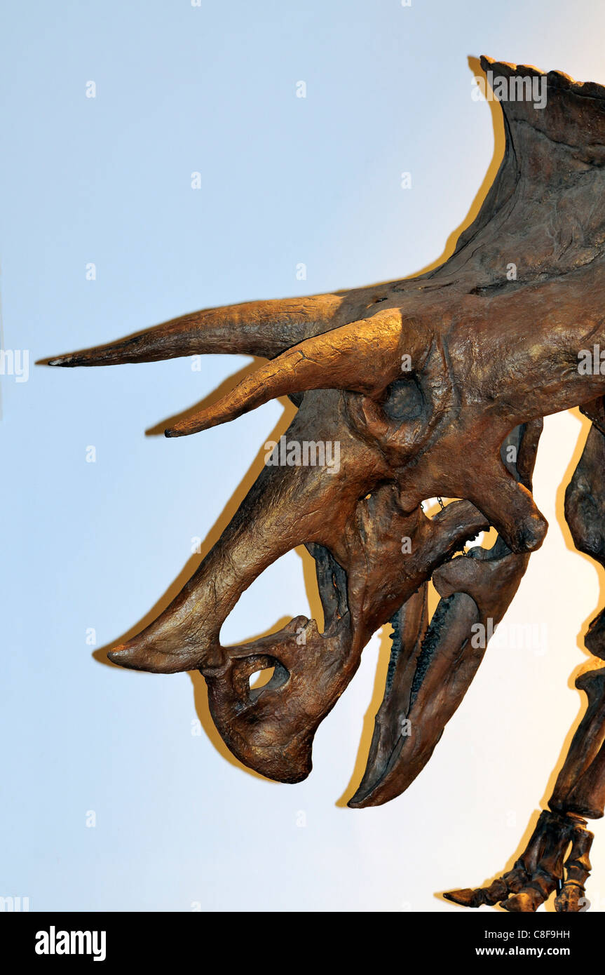 Fossil of a Triceratops Prorsus Three-horned face dinosaur from the ...
