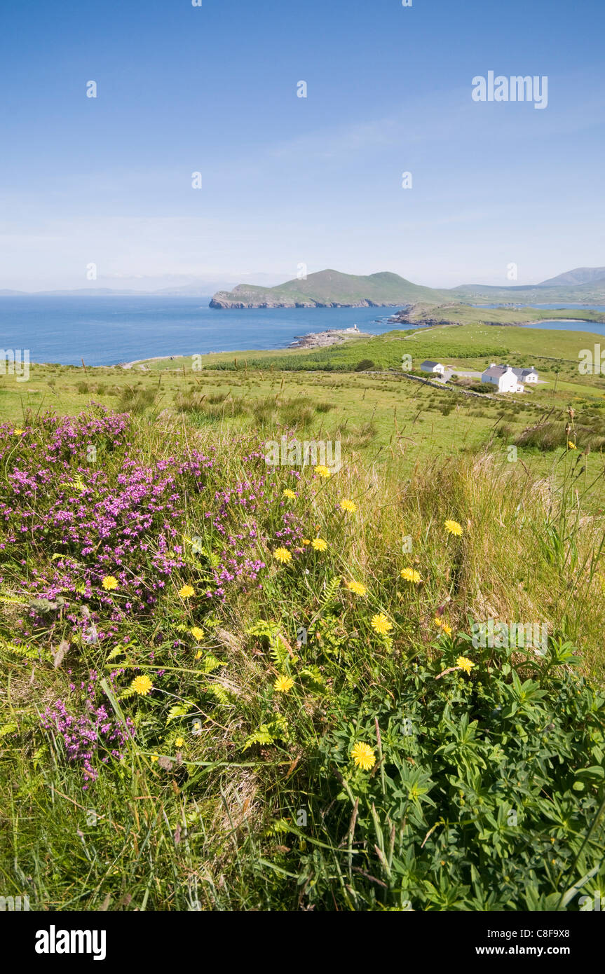 Valentia Island, Ring of Kerry, County Kerry, Munster, Republic of ...