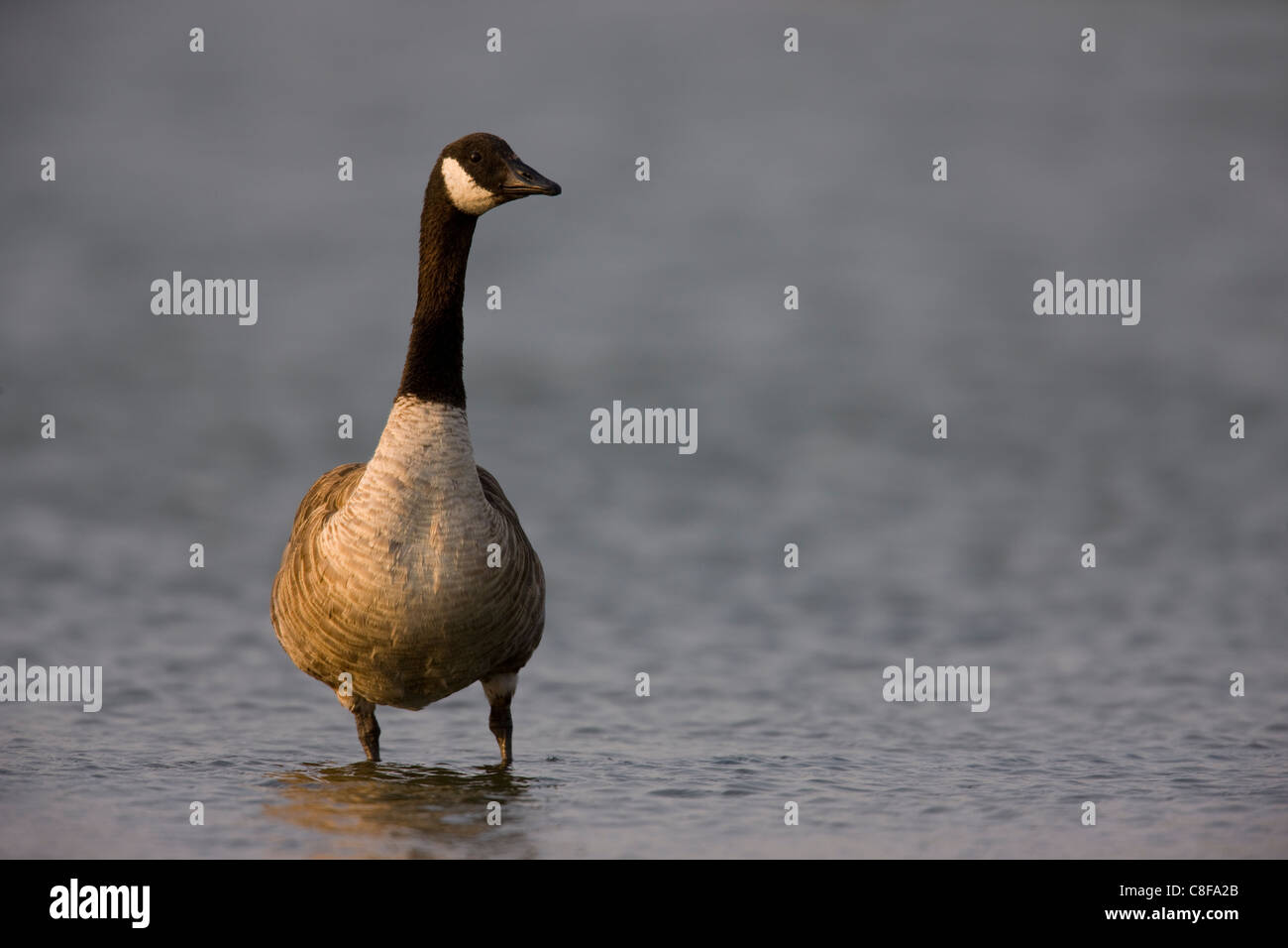 Canada Goose (Branta canadensis canadensis) standing in water at sunset ...
