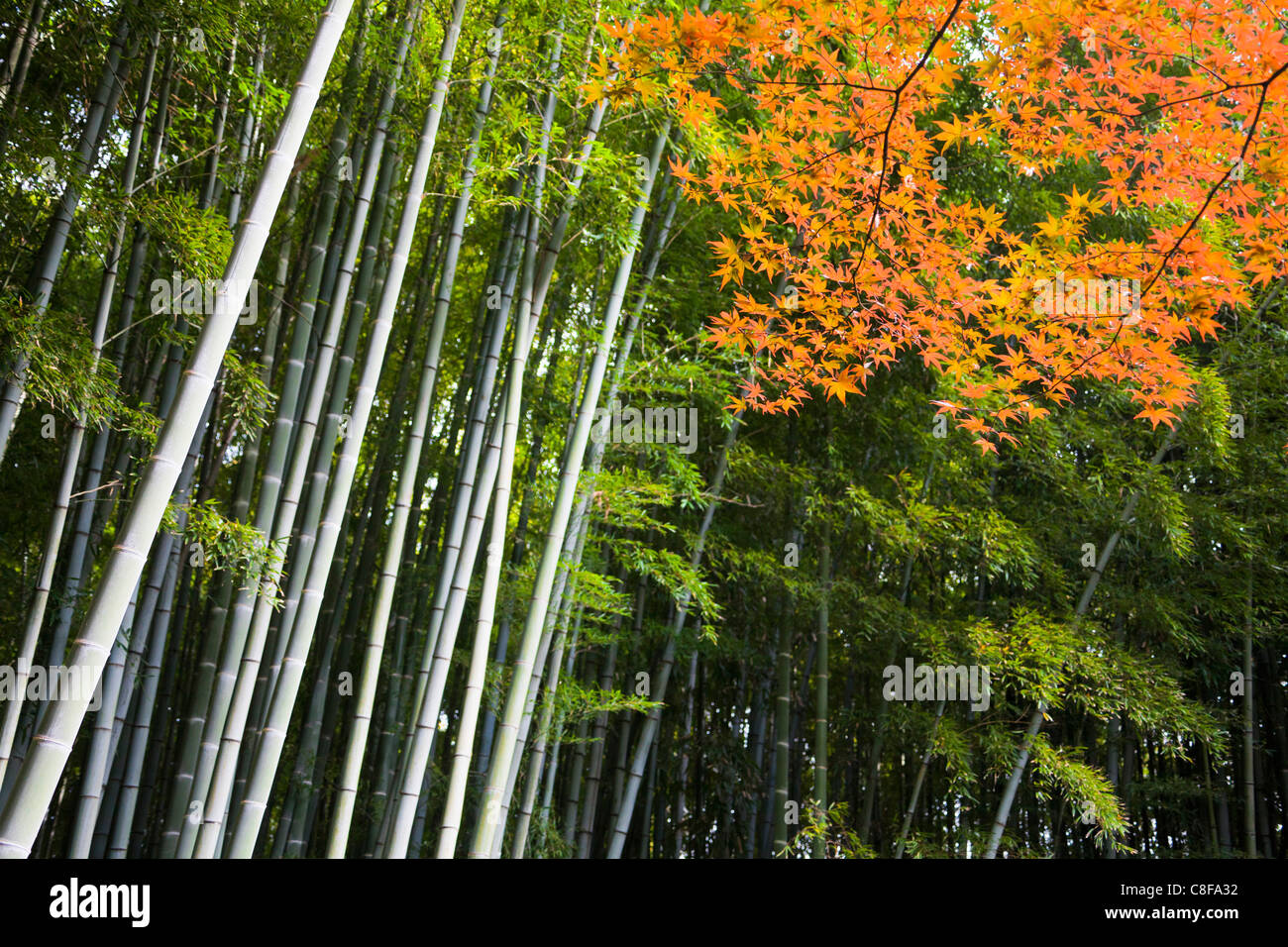 Kamakura, city, Japan, November, Asia, bamboo wood, bamboo, maple, red ...