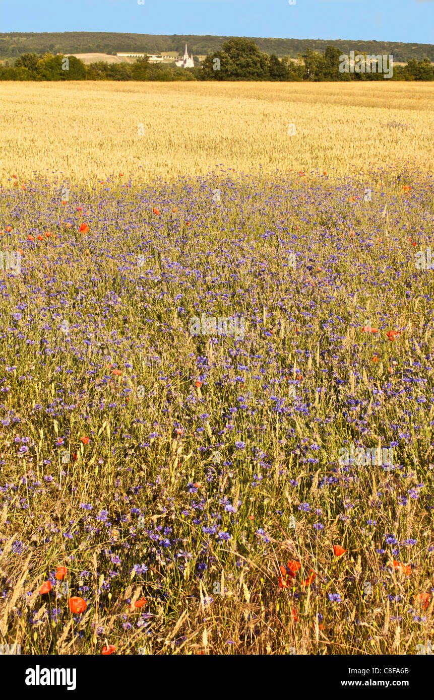 Scenic corn fields hi-res stock photography and images - Alamy
