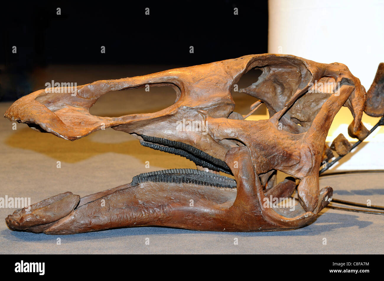 Fossilized skull of a the Edmontosaurus Annectens dinosaur Stock Photo ...