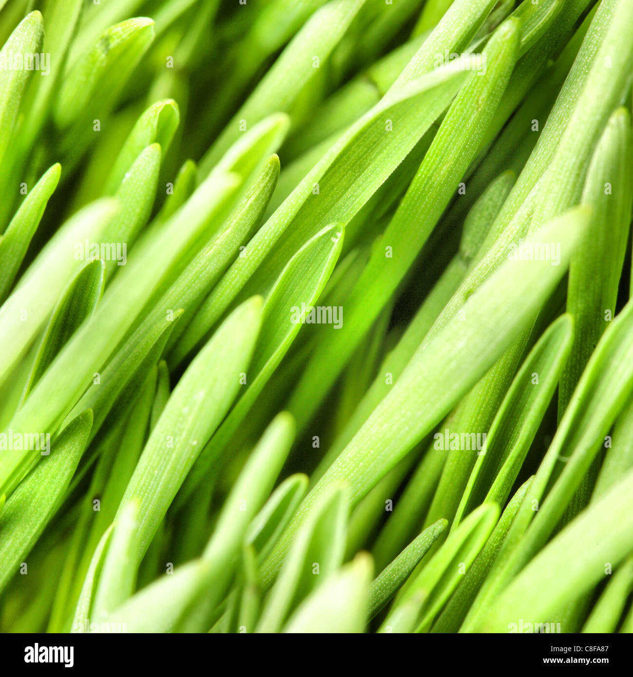 Green grass macro, may be used as background Stock Photo - Alamy