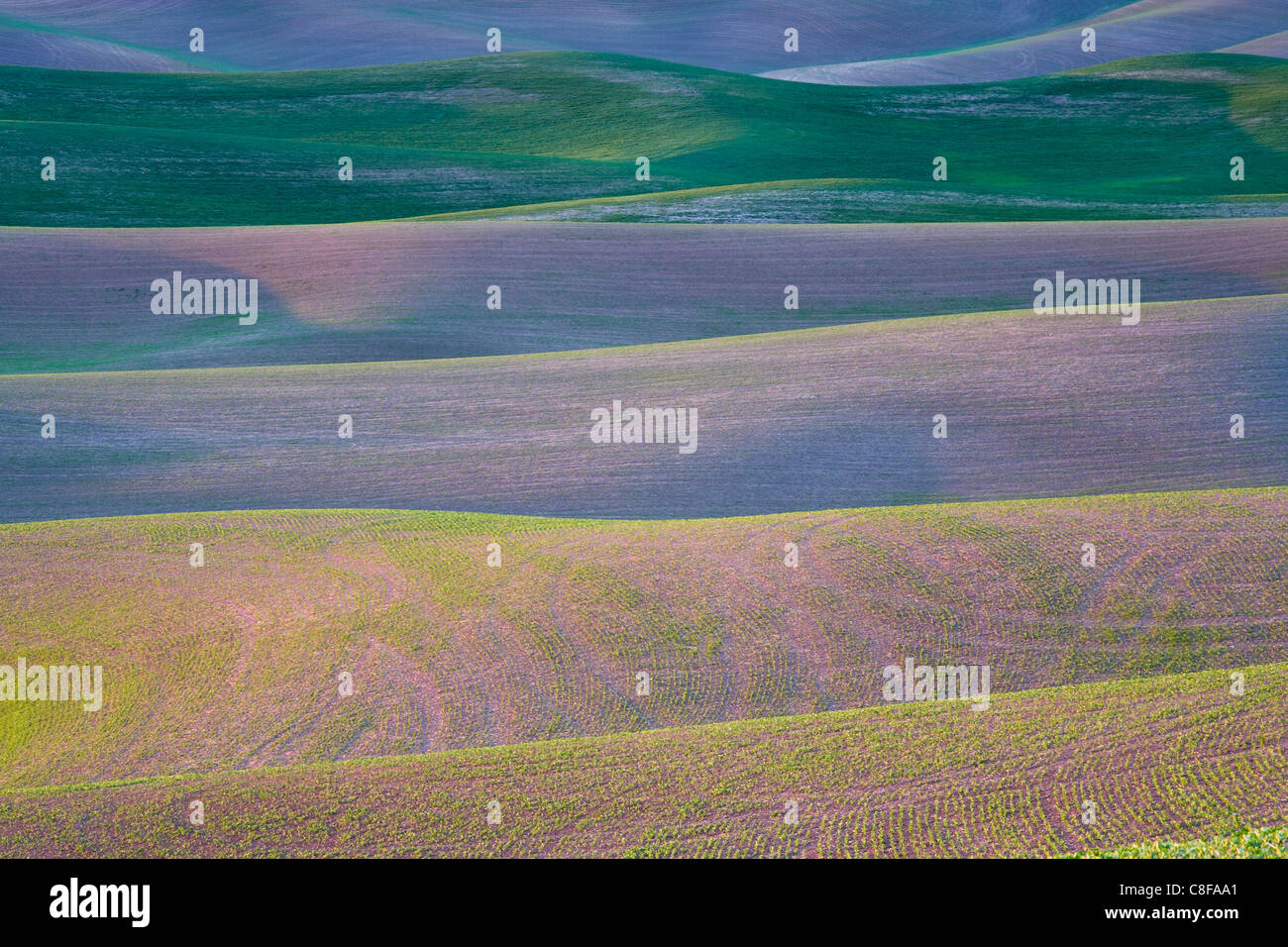 Field patterns at dawn, Palouse, Washington State, United States of ...
