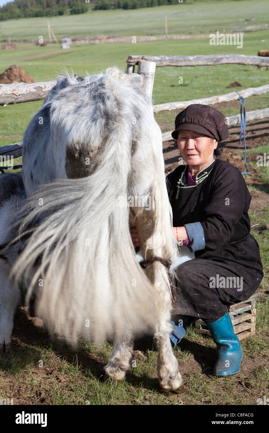 Mongolian old woman milking yak at they farm, Tsagaan Nuur, Khovsgol ...