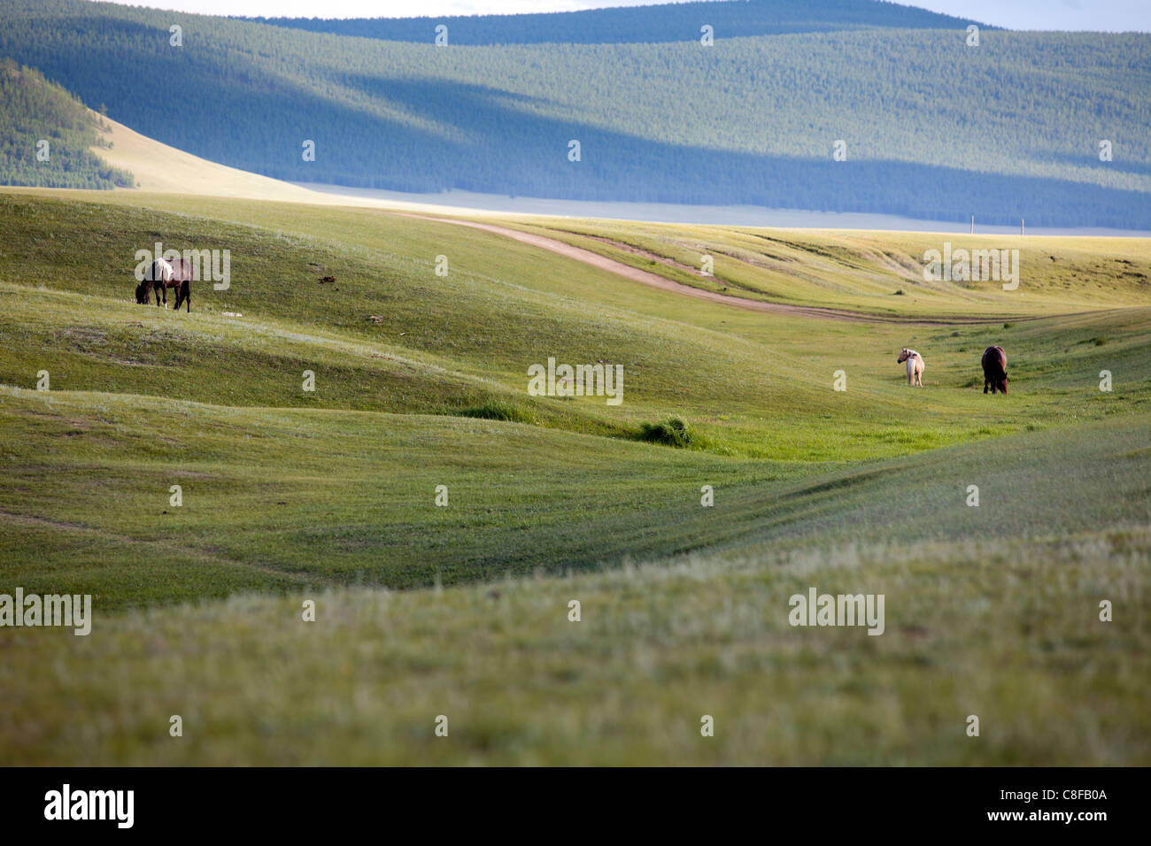 Steppe horse hi-res stock photography and images - Alamy