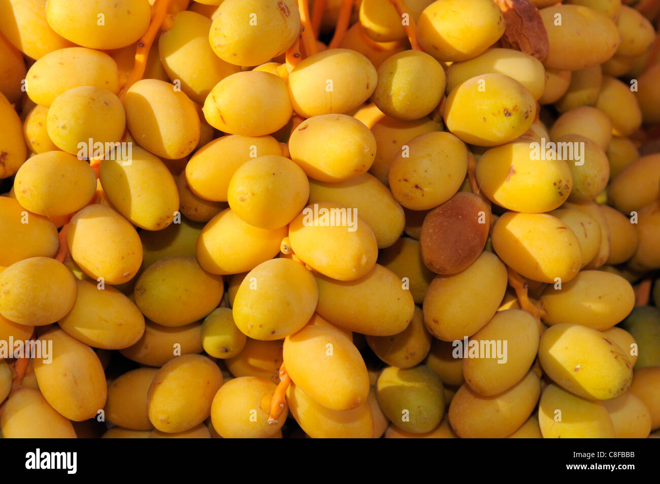 Close up of Dates on a Date Palm Tree, Aguerd Oudad, Near Tafraoute ...