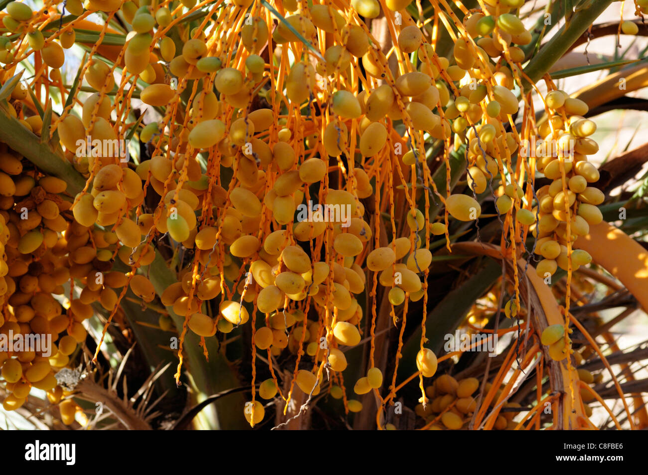 Dates on a Palm Tree, Aguard Oudad, near Tafraoute, Anti Atlas Region ...