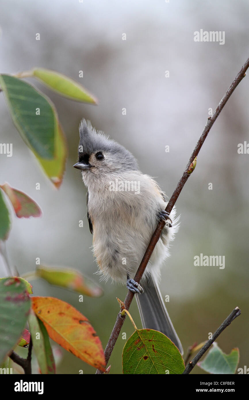 Titmouse bird on white hi-res stock photography and images - Alamy