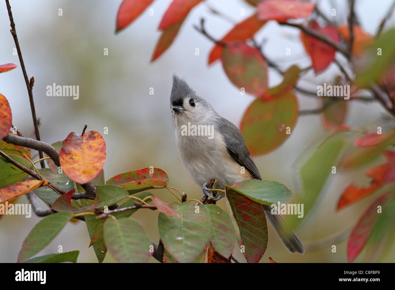 Tufted red crest hi-res stock photography and images - Alamy
