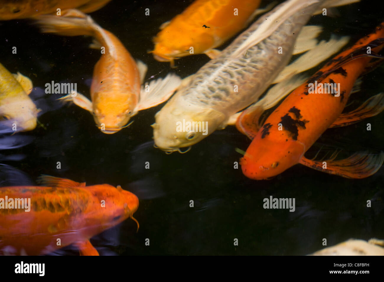 Common carp hi-res stock photography and images - Alamy