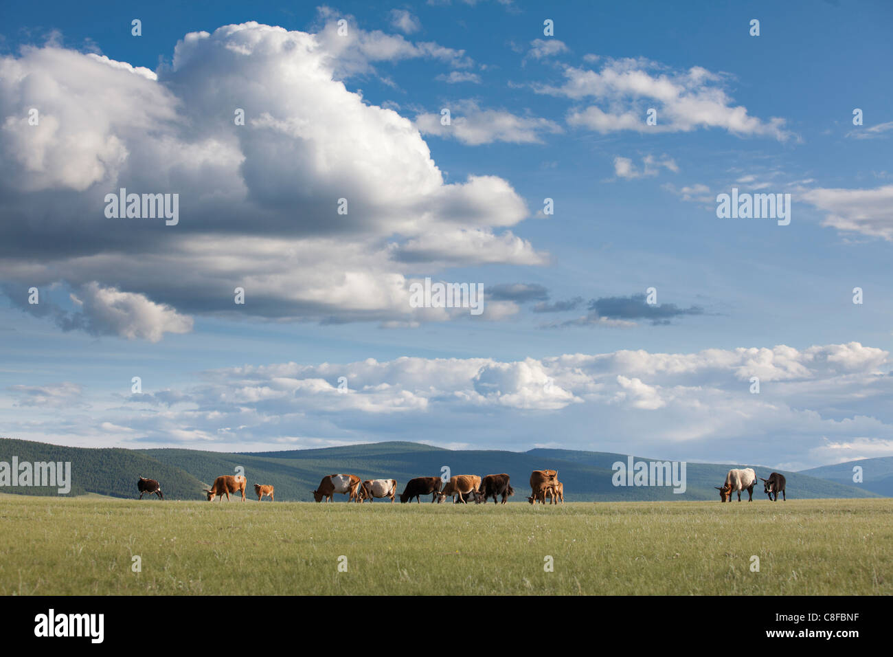The Mongolia cows pluck grass on steppe, Tsagaan Nuur, Khovsgol ...
