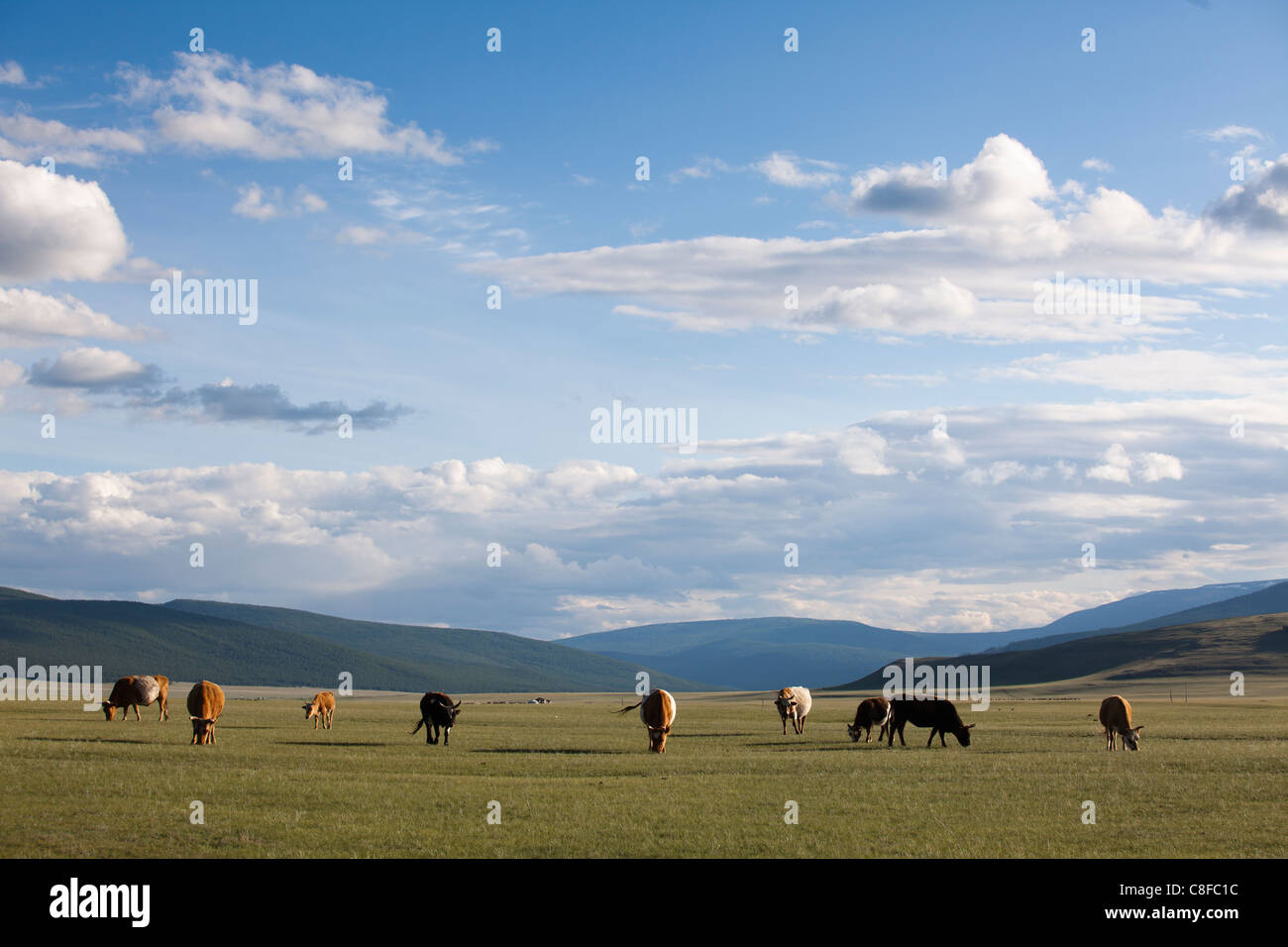 The Mongolia cows pluck grass on steppe, Tsagaan Nuur, Khovsgol ...