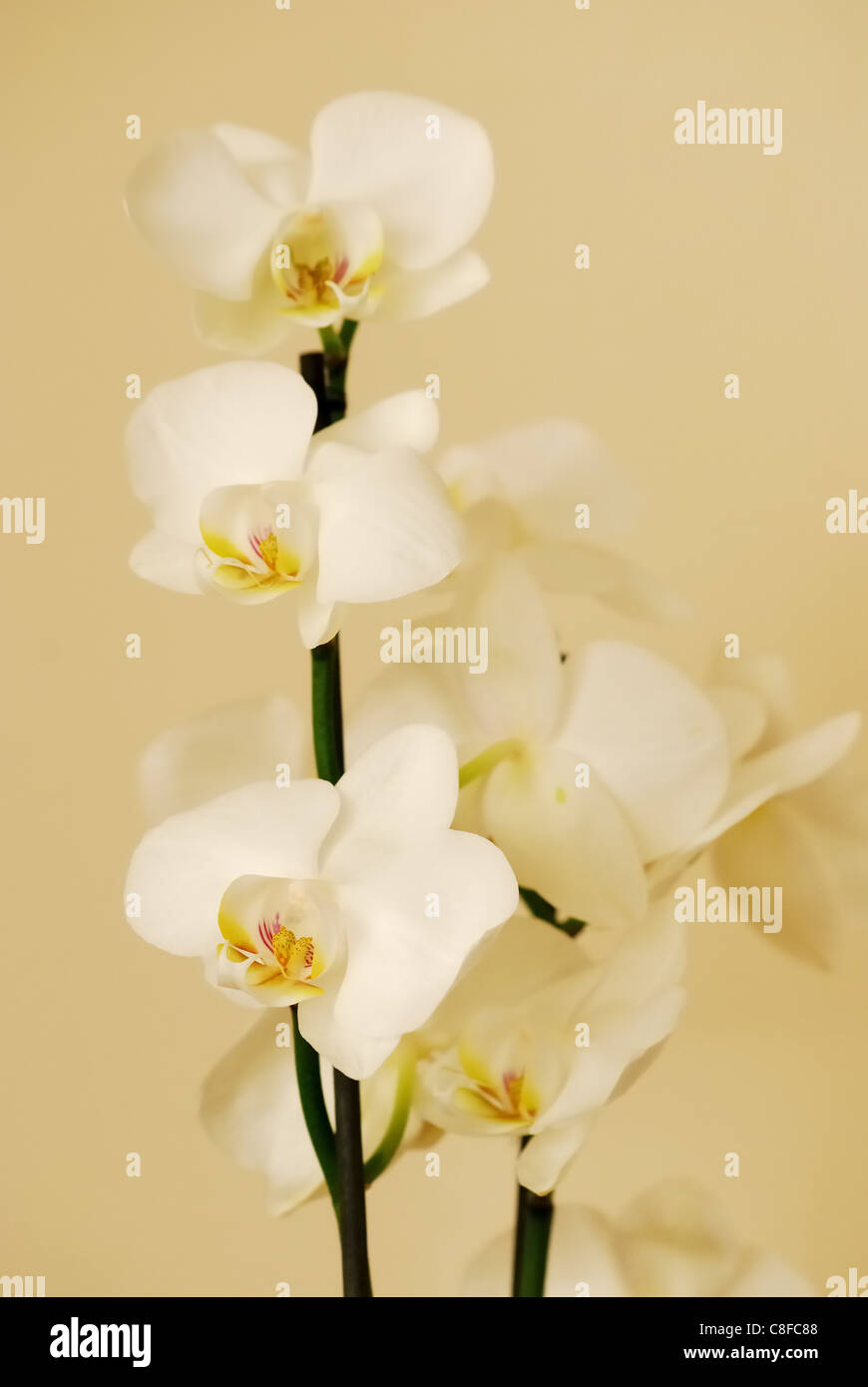 Beige orchid flower Stock Photo - Alamy