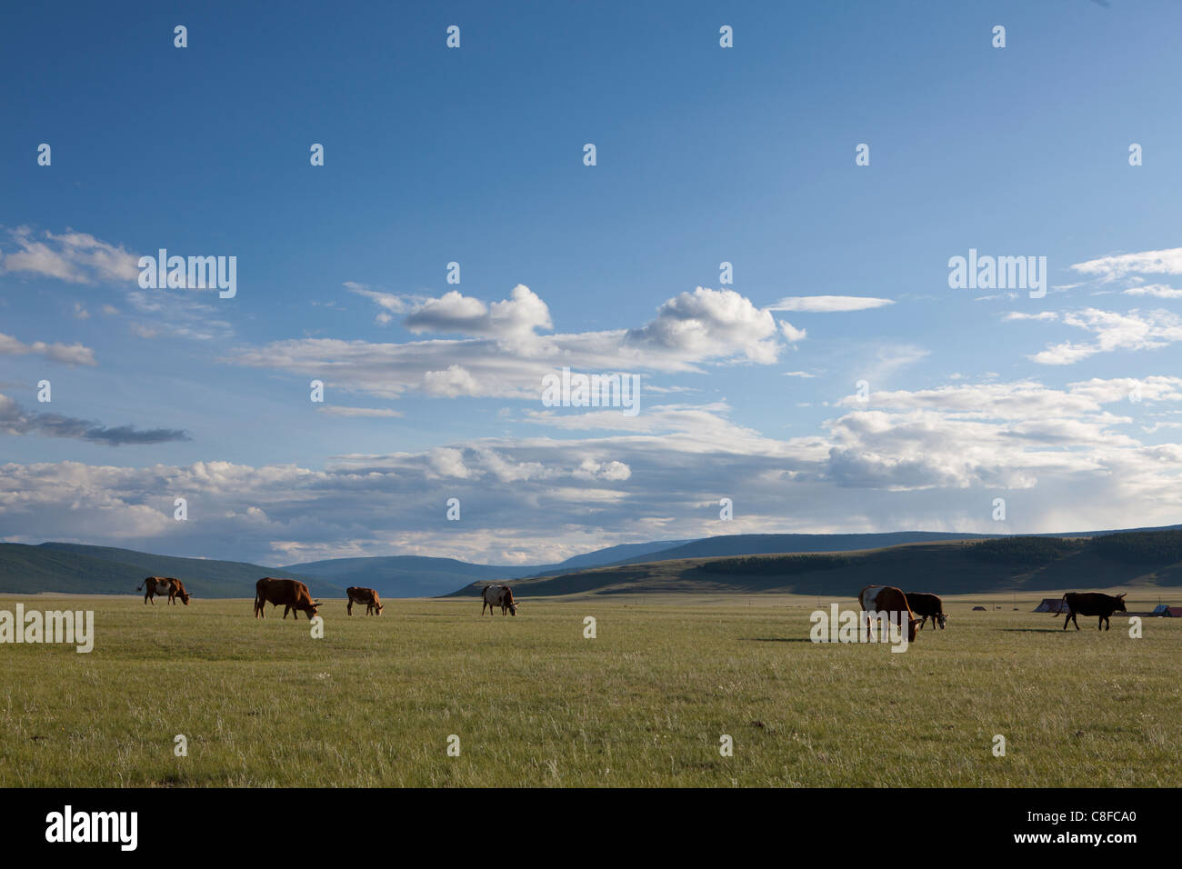 The Mongolia cows pluck grass on steppe, Tsagaan Nuur, Khovsgol ...