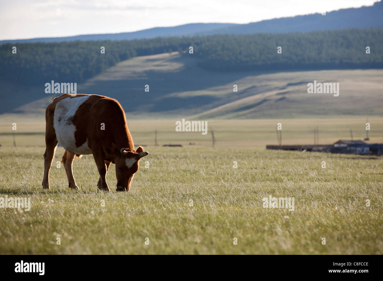The Mongolia cow pluck grass on steppe, Tsagaan Nuur, Khovsgol ...