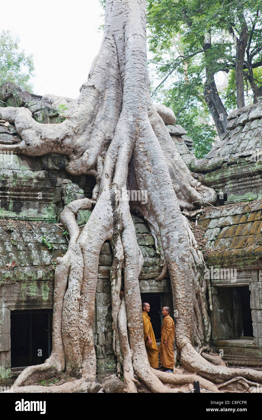 Asia, Cambodia, Siem Reap, Angkor, Ta Prohm, Ta Prohm Temple, Buddha ...