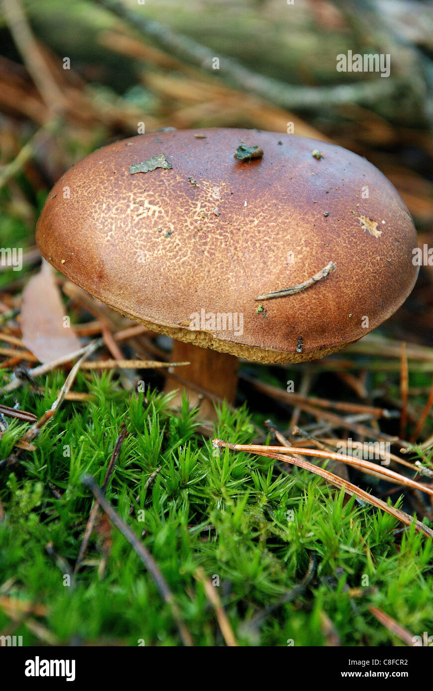 Edible wild mushroom Stock Photo - Alamy