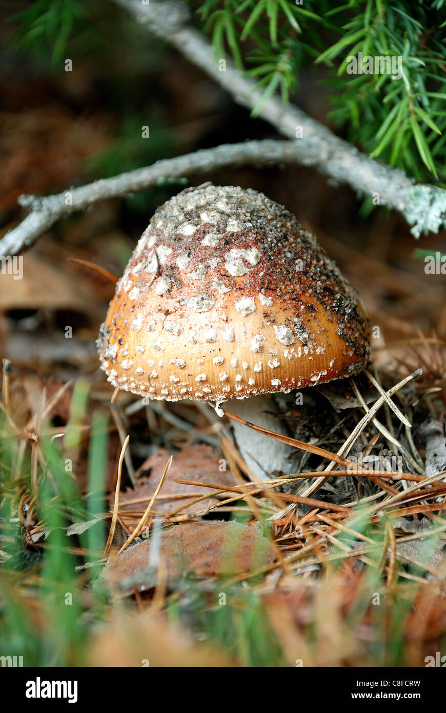 Most common wild mushroom hi-res stock photography and images - Alamy