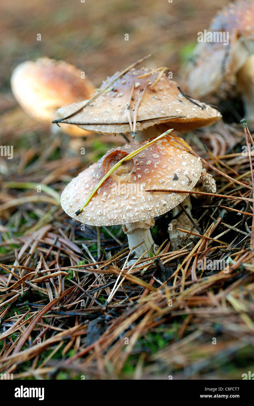 Poison mushroom hi-res stock photography and images - Alamy