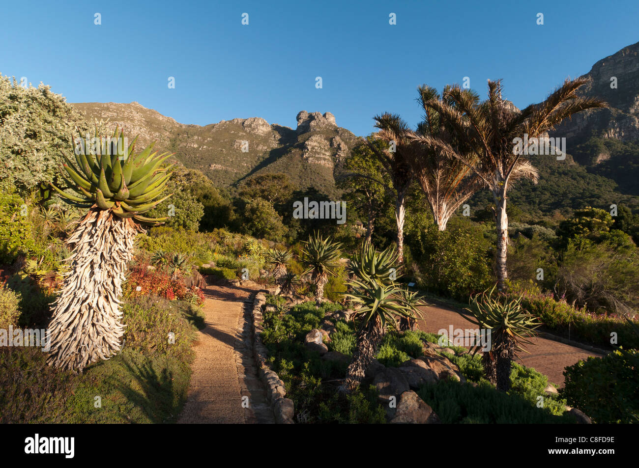Kirstenbosch National Botanical Garden, Cape Town, South Africa Stock ...