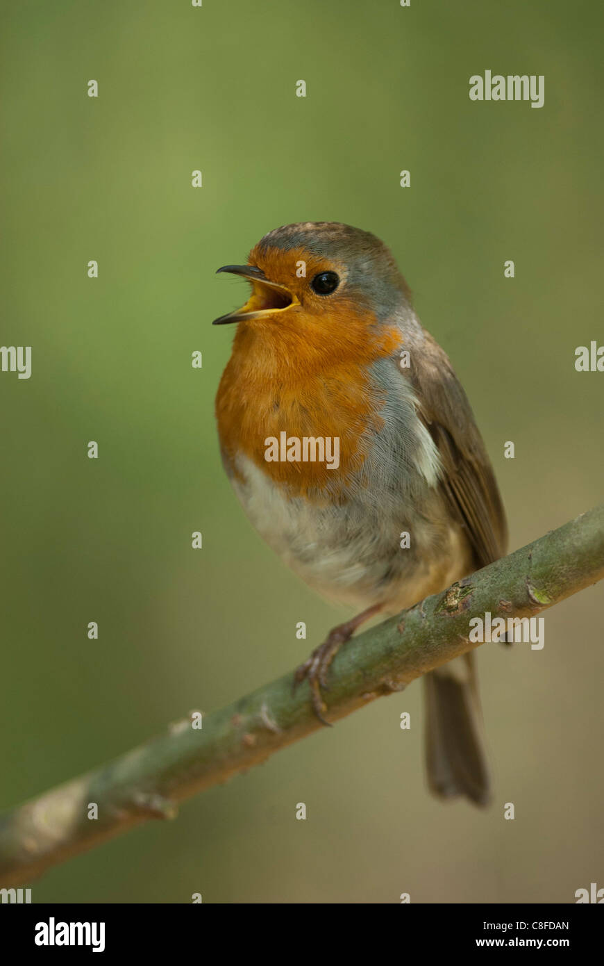 Robin sitting on a branch singing Stock Photo - Alamy