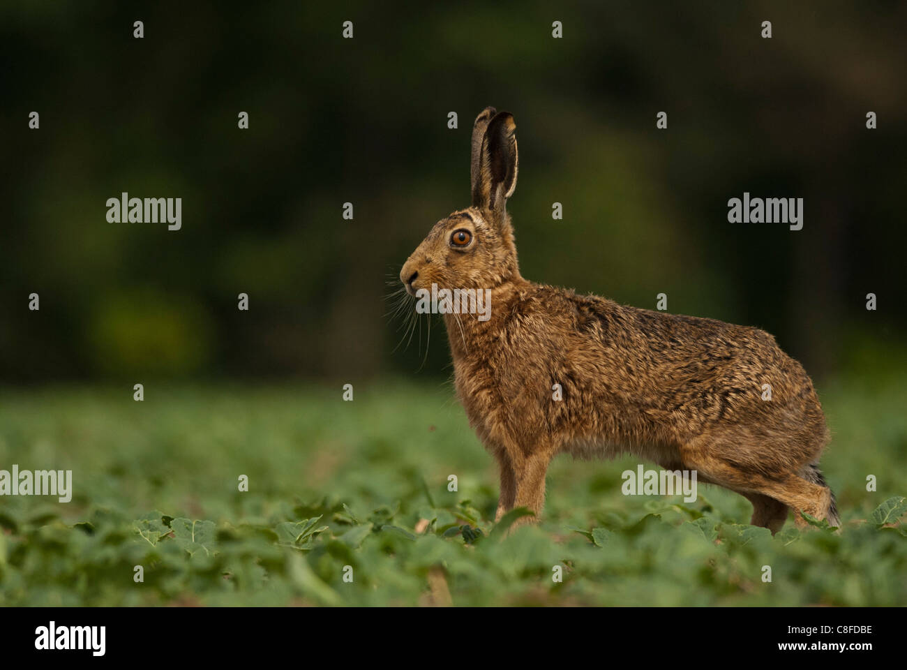 Hare in a field hi-res stock photography and images - Alamy