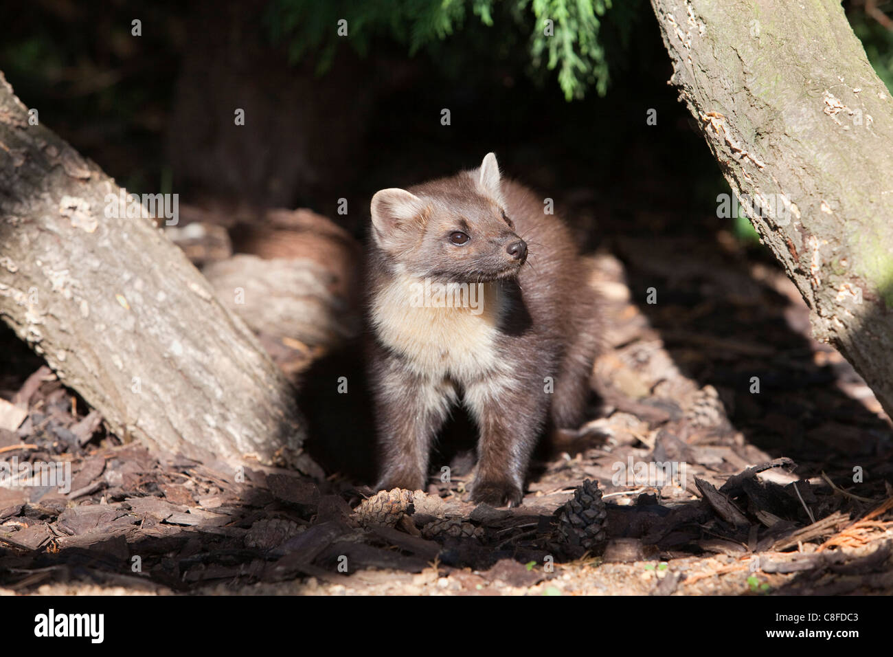 Marten species hi-res stock photography and images - Alamy