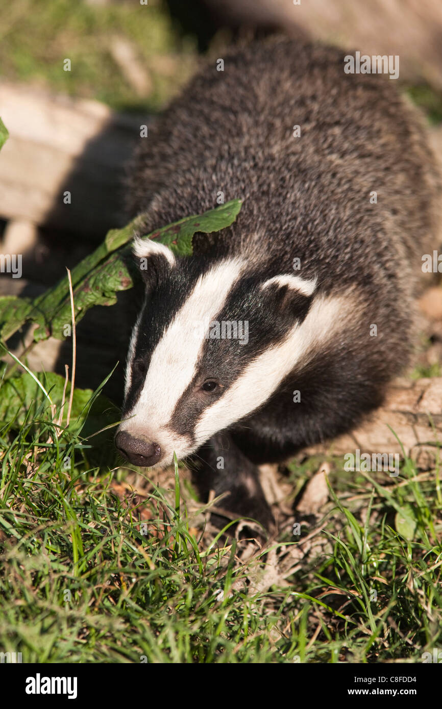 Badger walking hi-res stock photography and images - Alamy