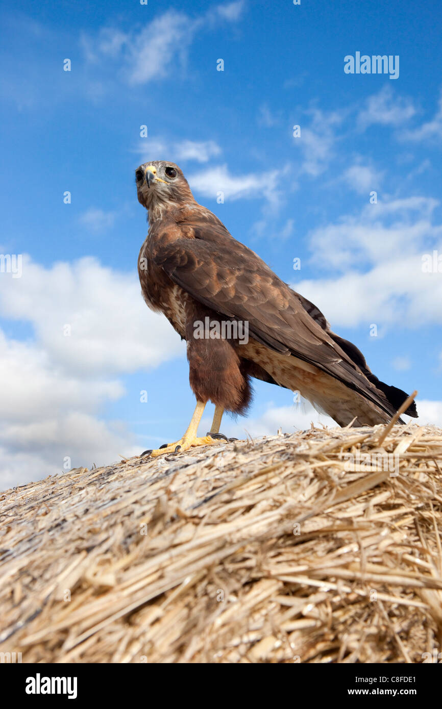 Buzzard uk hi-res stock photography and images - Alamy