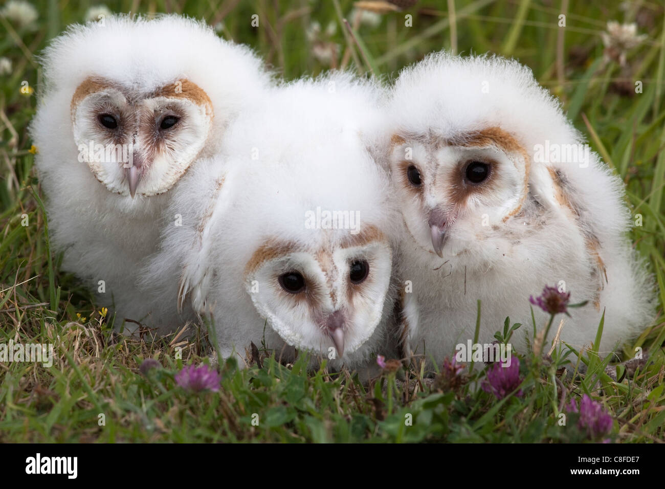 Barn owl (Tyto alba) chicks in captivity, Cumbria, England, United ...