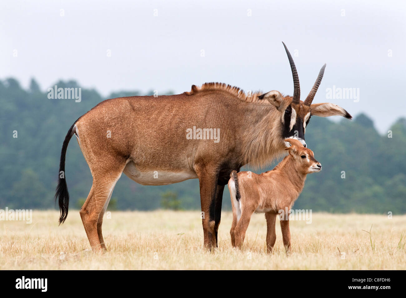 Baby Roan