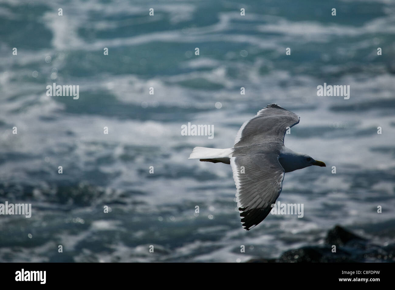 Larus argentatus, El Golfo, sky, seagull, gull, bird, animal, knows ...